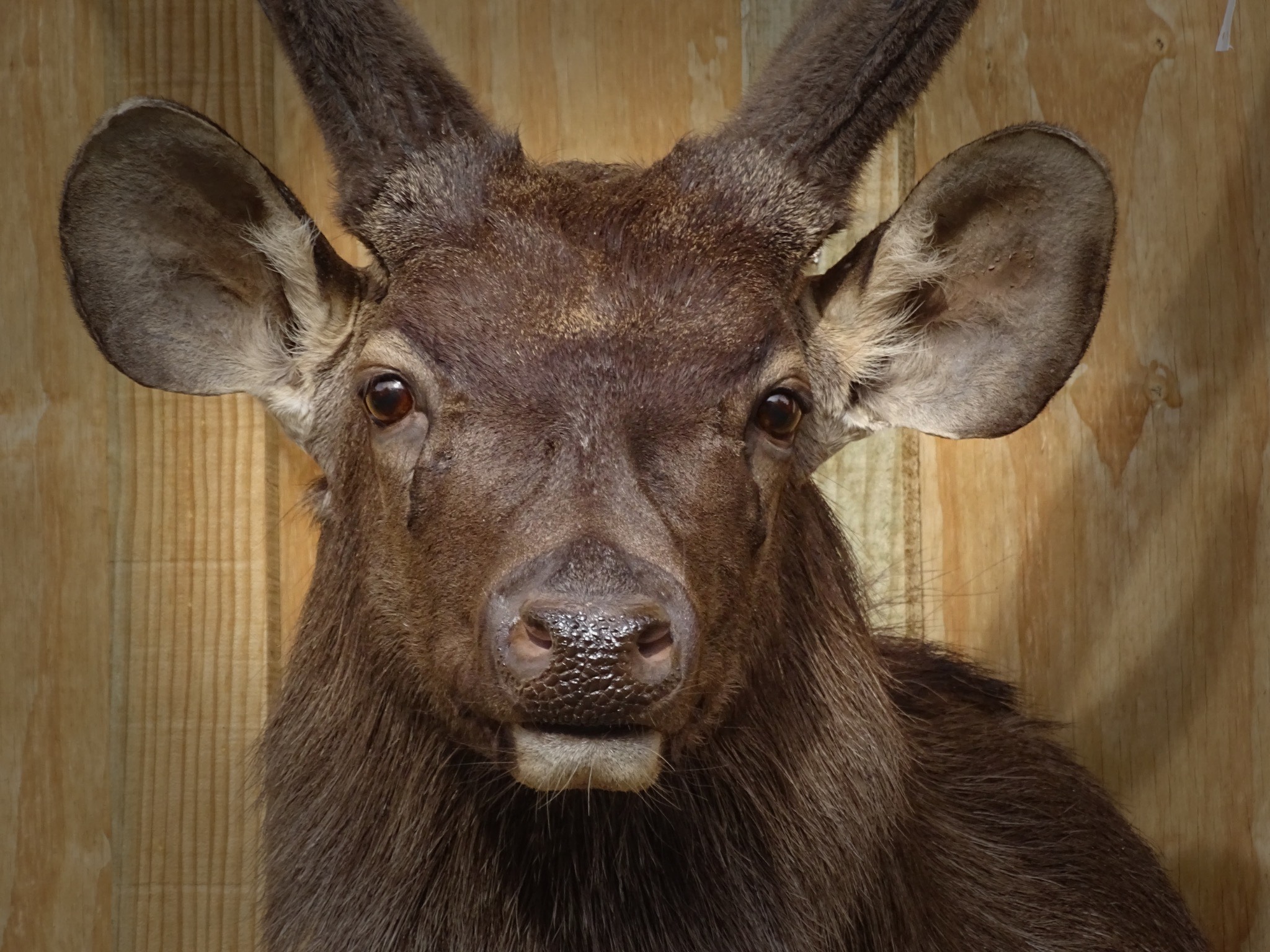 Ruahine Taxidermy – Taxidermy Specialist in the Manawatu Region